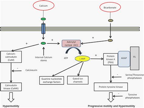 Schematic Representation Of Signaling Pathways Involved In The Download Scientific Diagram