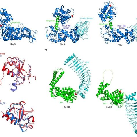 Pdf Interactions Of Bacterial Proteins With Host Eukaryotic Ubiquitin