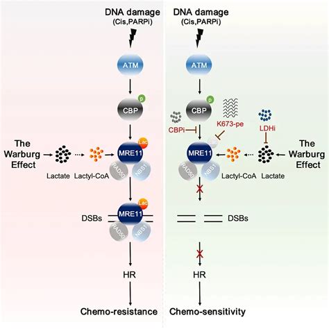 “乳”此重要，cell揭秘：乳酸化修饰调控同源重组修复新机制 知乎