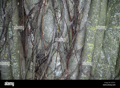 Parasites Grow On Tree Bark Macau China Stock Photo Alamy
