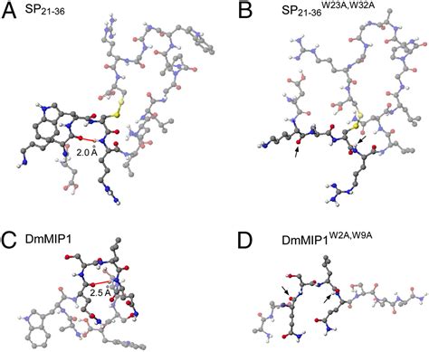 Mips Are Ancestral Ligands For The Sex Peptide Receptor Pnas