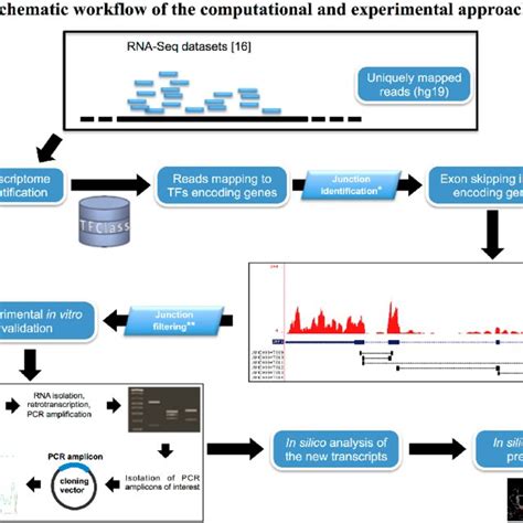 Computational And Experimental Workflow Schematic Overview Of The In Download Scientific