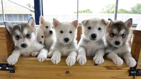 La Cruzada De Un Actor De Game Of Thrones Para Salvar A Los Perros