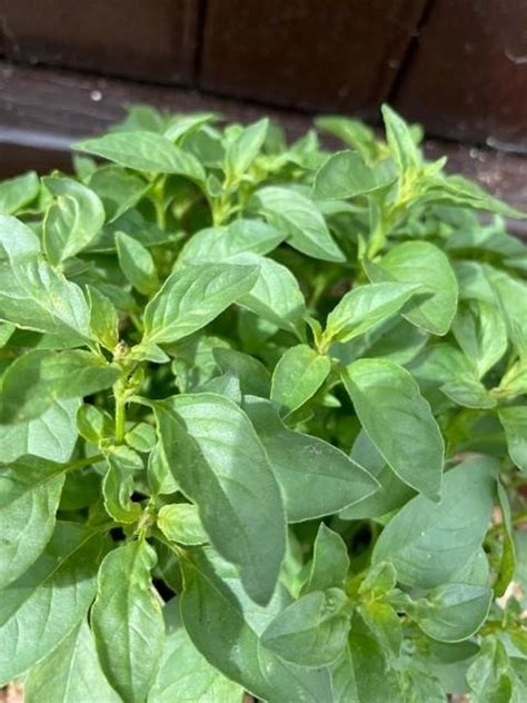 Lime Basil Seeds £225 From Chiltern Seeds Chiltern Seeds Secure