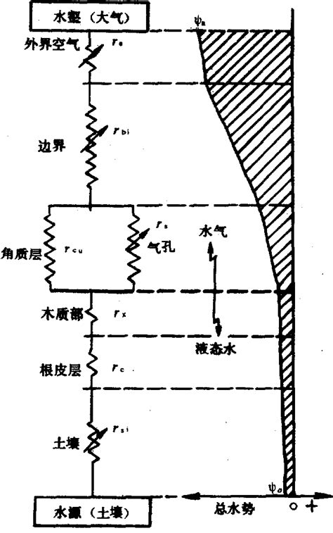 土壤作物大气连续体 农业百科 百科知识