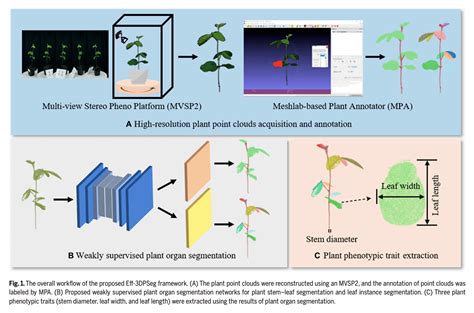 Meet Eff 3dpseg A Deep Learning Framework For 3d Organ Level Plant