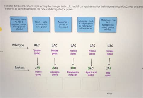 Solved Evaluate The Mutant Codons Representing The Changes Chegg Com