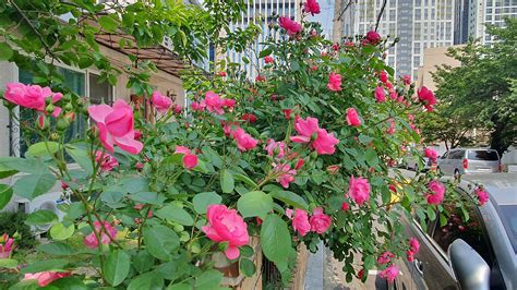 [20230516]5월은 장미의 계절 안양6동 골목에 장미꽃 만발