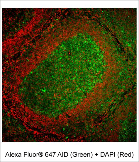 Alexa Fluor® 647 Rat Anti Human Aid