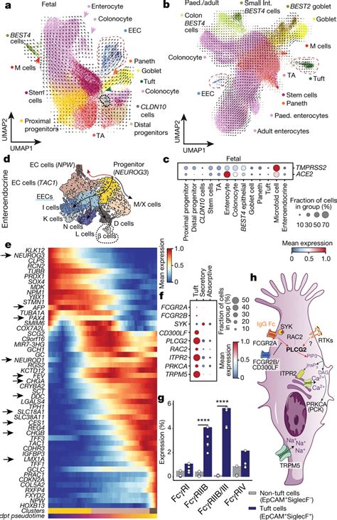 Epithelial Cells And Fcgr2a Signalling In Tuft Cells A B Uniform