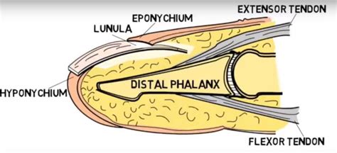 Anatomy Of The Nailbed —