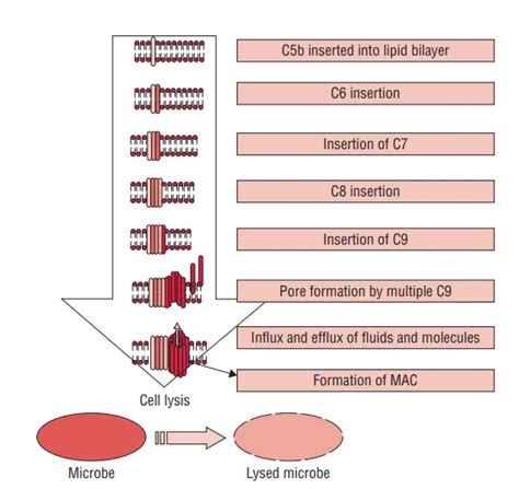 Classical Pathway Of Complement Activation Biology Notes Online