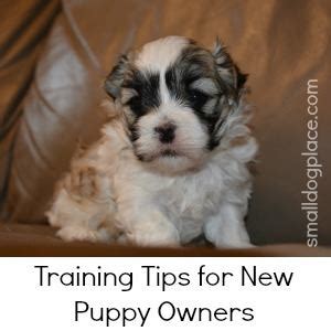 Small Dog Training How Where When And Why Ultimate Guide
