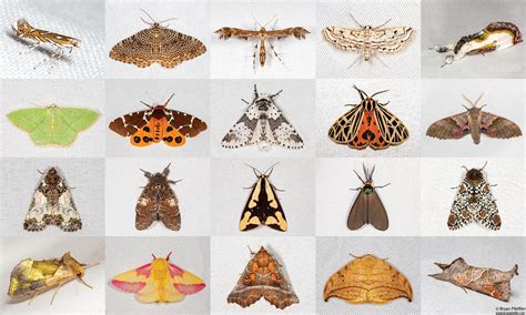 Different Types Of Moth