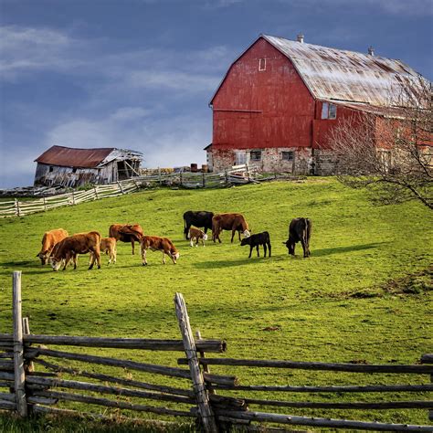 Red Barn And Cows Old Barns Red Barn Country Scenes