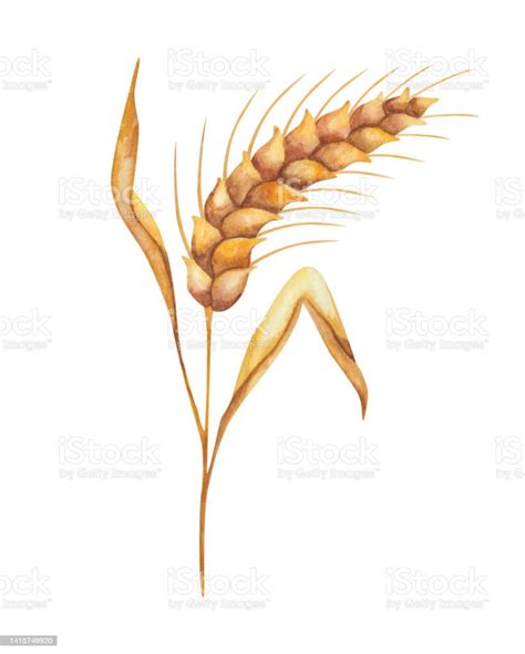 호밀의 황금빛 노란색 귀 나뭇잎이있는 밀의 스파이크를 그린 손의 수채화 그림 곡물 부분이있는 식물 농경지에서 작물 가을 수확 인쇄물을 위한 격리된 음식 클립 아트 가을에