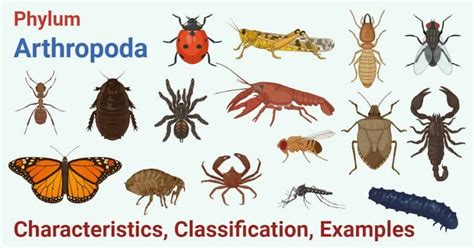 Phylum Arthropoda Characteristics Classification Examples Arthropods Arthropods Examples