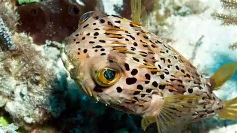 Long Spine Porcupine Puffer Puffers Saltwater Fish