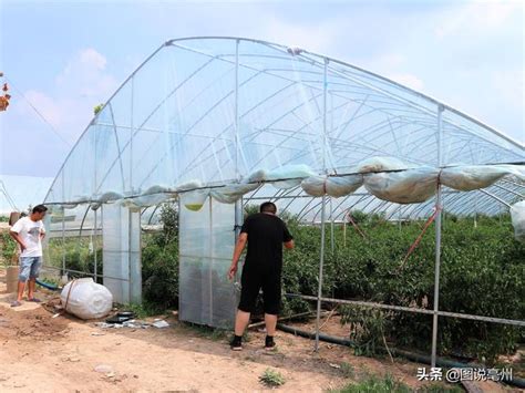 農民種植一種辣椒，3畝淨賺60000元，值得借鑑嗎？ 每日頭條