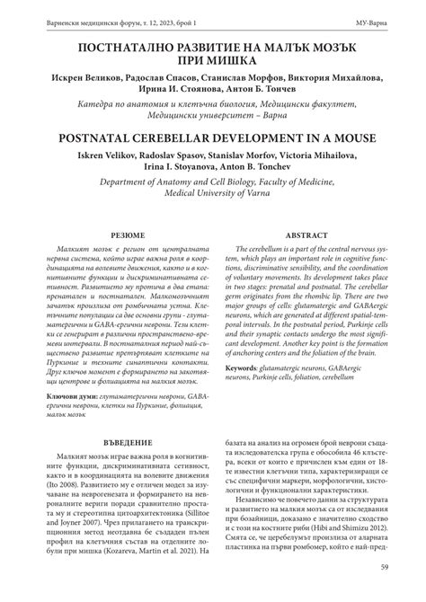 Pdf Postnatal Cerebellar Development In A Mouse