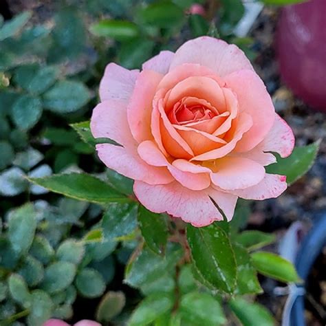 Rose Easy Elegance Calypso 2 Ted Lare Design And Build