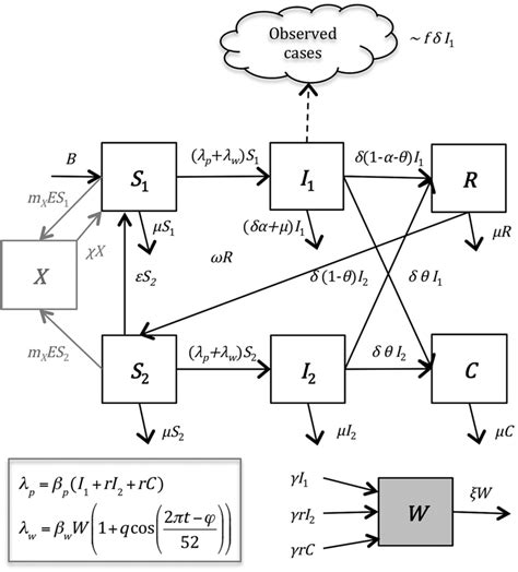 Compartmental Diagram Of Model Structure The Model Is Described In The