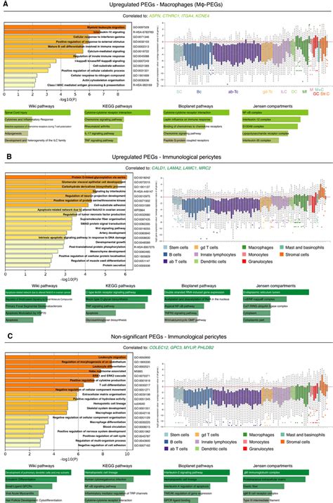 Immune Clusters Of Pegs Ad Go Term Analysis With Metascape And