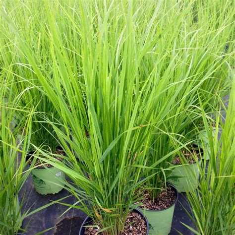 Buy Northwind Switchgrass At Your Local Garden Center American