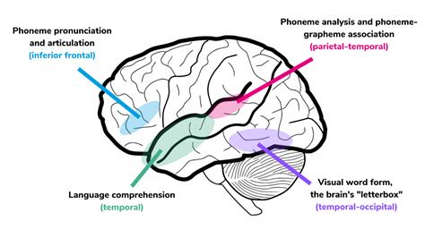 The Reading Brain Science Of Teaching Reading Resource Guide Libguides At Relay Graduate