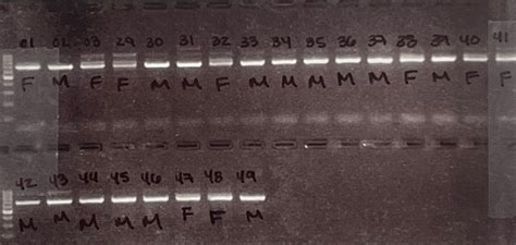 Cielo Research Exploring Viral Diversity In Antarctic Penguins