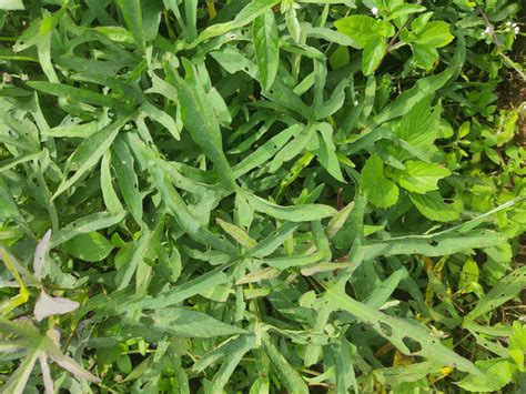 Tugas Akhir Copy 3 Rotate V3 Object Detection Model By Leaves Detection