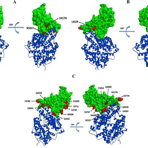 Linear B Cell Epitopes And Antigenicity Of The Sars Cov 2 Variants A