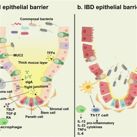 An Overview Of Current Approaches To Develop Intestinal Organoids In