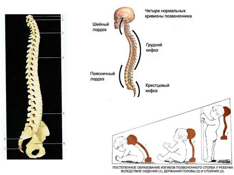 Лечебная физкультура при нарушениях осанки презентация онлайн