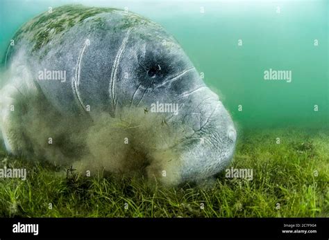 Manatee Eating Seagrass