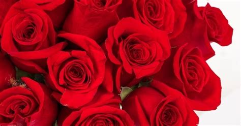 My Roses Dmcc Delivery From J L T West Order With Deliveroo