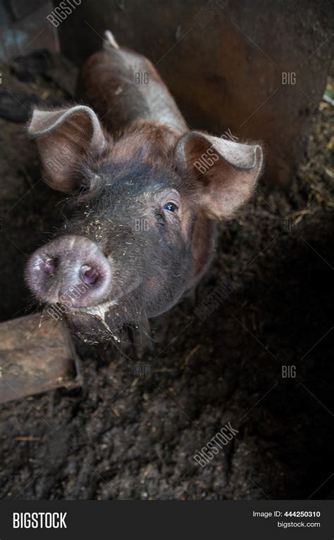 Piglet Dark Brown Hair Image And Photo Free Trial Bigstock