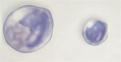 Biol1180 Test 1 Practice Questions Flashcards Quizlet