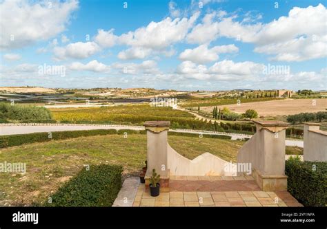 Countryside Sicilian Landscape With Olive Trees And Hills Of The