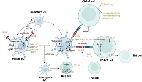 Frontiers The Crosslinks Between Ferroptosis And Autophagy In Asthma