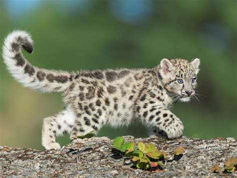 Snow Leopards Instagram Twitter And Facebook On Idcrawl