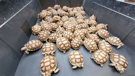 อยากเลี้ยงเต่า ต้องเตรียมอะไรบ้าง เต่าบก เป็นเต่าเลี้ยงไม่ยาก ถ้ามีการศึกษาอย่างถูกวิธี และใน