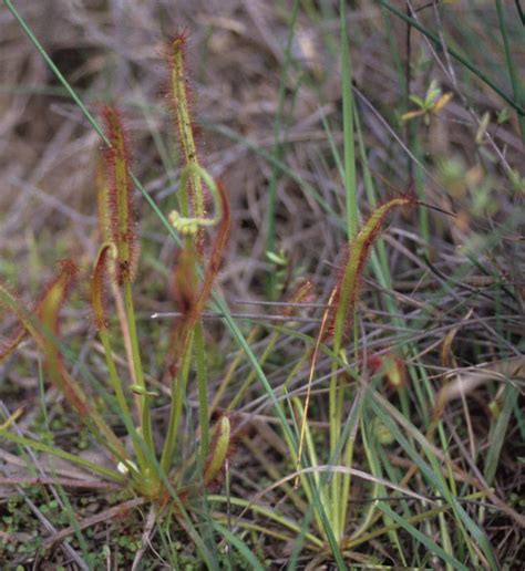 Flora Of New Zealand Taxon Profile Drosera Capensis