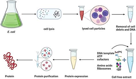 A Simplified Representation Of Cell Free Protein Expression System By Download Scientific