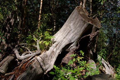 How To Kill A Locust Tree