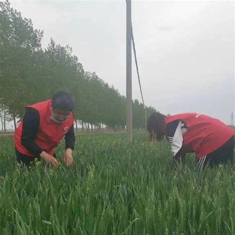工作动态 广平镇农技人员在田间地头把脉诊断预防小麦条锈病 防治 宣传 防控