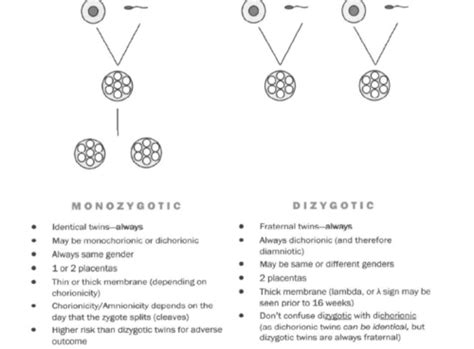 Human Embryology And Dysmorphology Flashcards Quizlet
