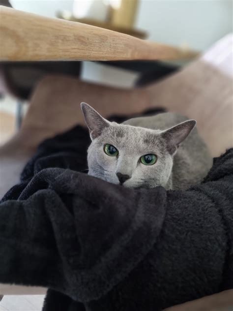 The Ultimate Cat  Collection Rcats