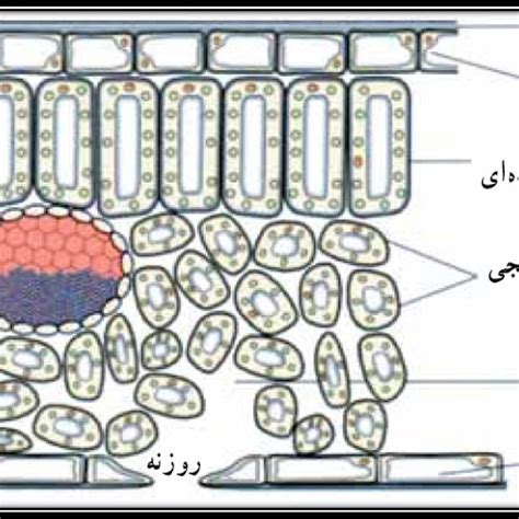 Joobin Khadamy Ophthalmology Resident Ophthalmologist Board