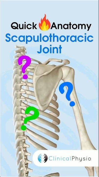 Scapulothoracic Joint Physiotherapy Physicaltherapy Anatomy Shoulder Youtube